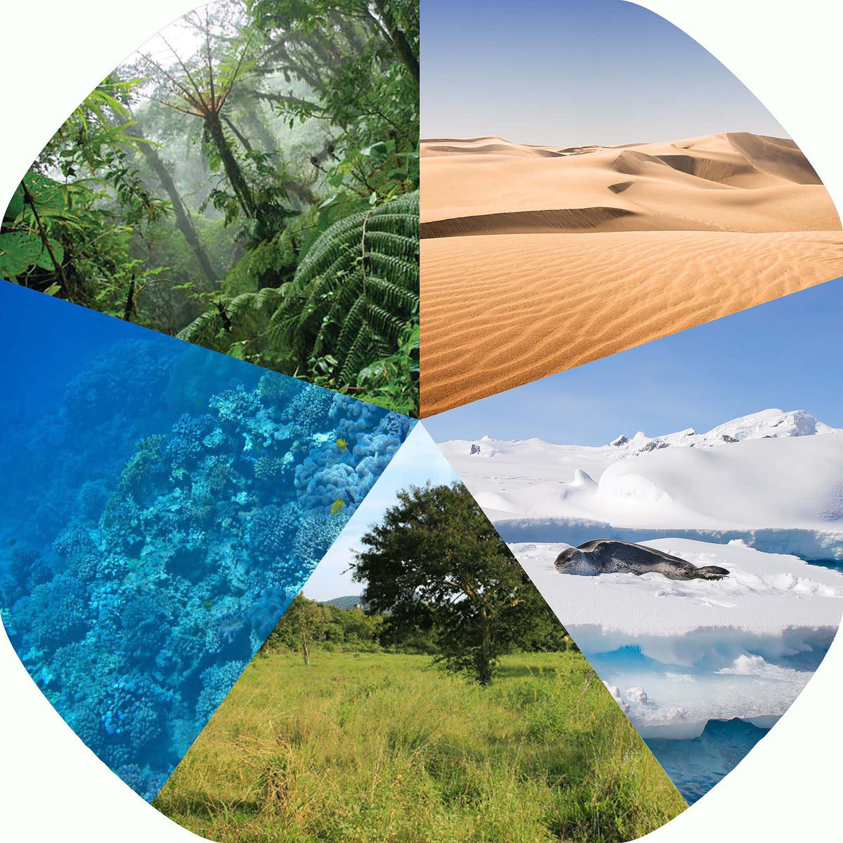 Animal Habitat Mini Tuff Tray Insert – Tiger Moon