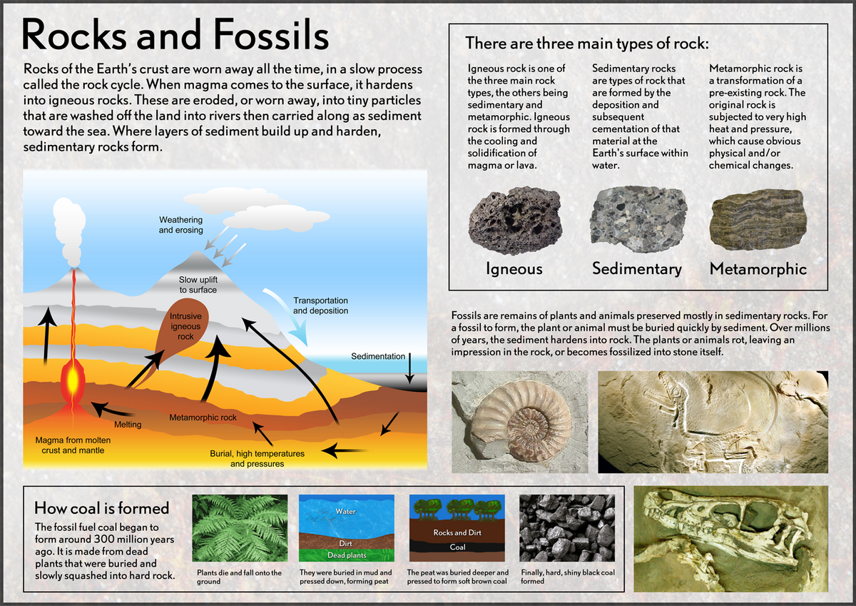 Our Earth - Rocks & Fossils Poster – Tiger Moon