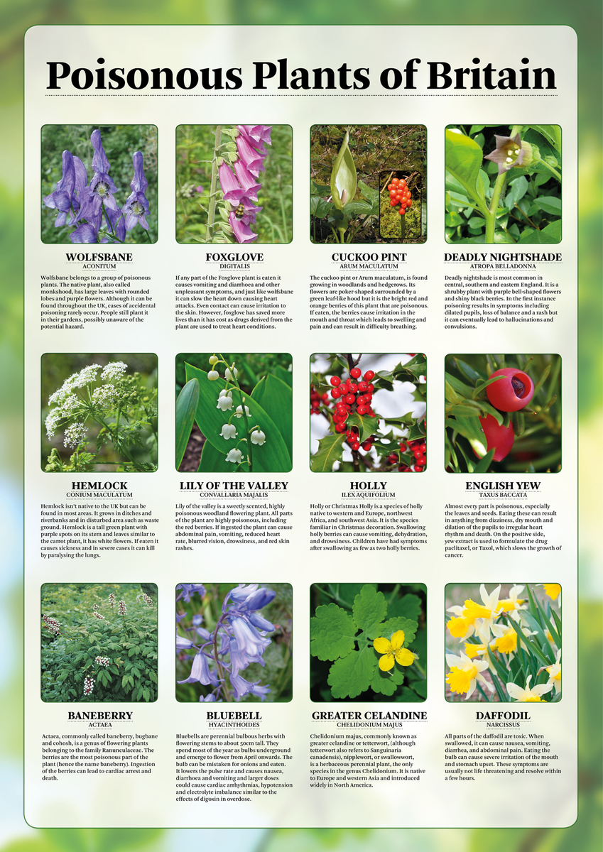 Most Common Poisonous Plants Poisonous Plants Of The Southern