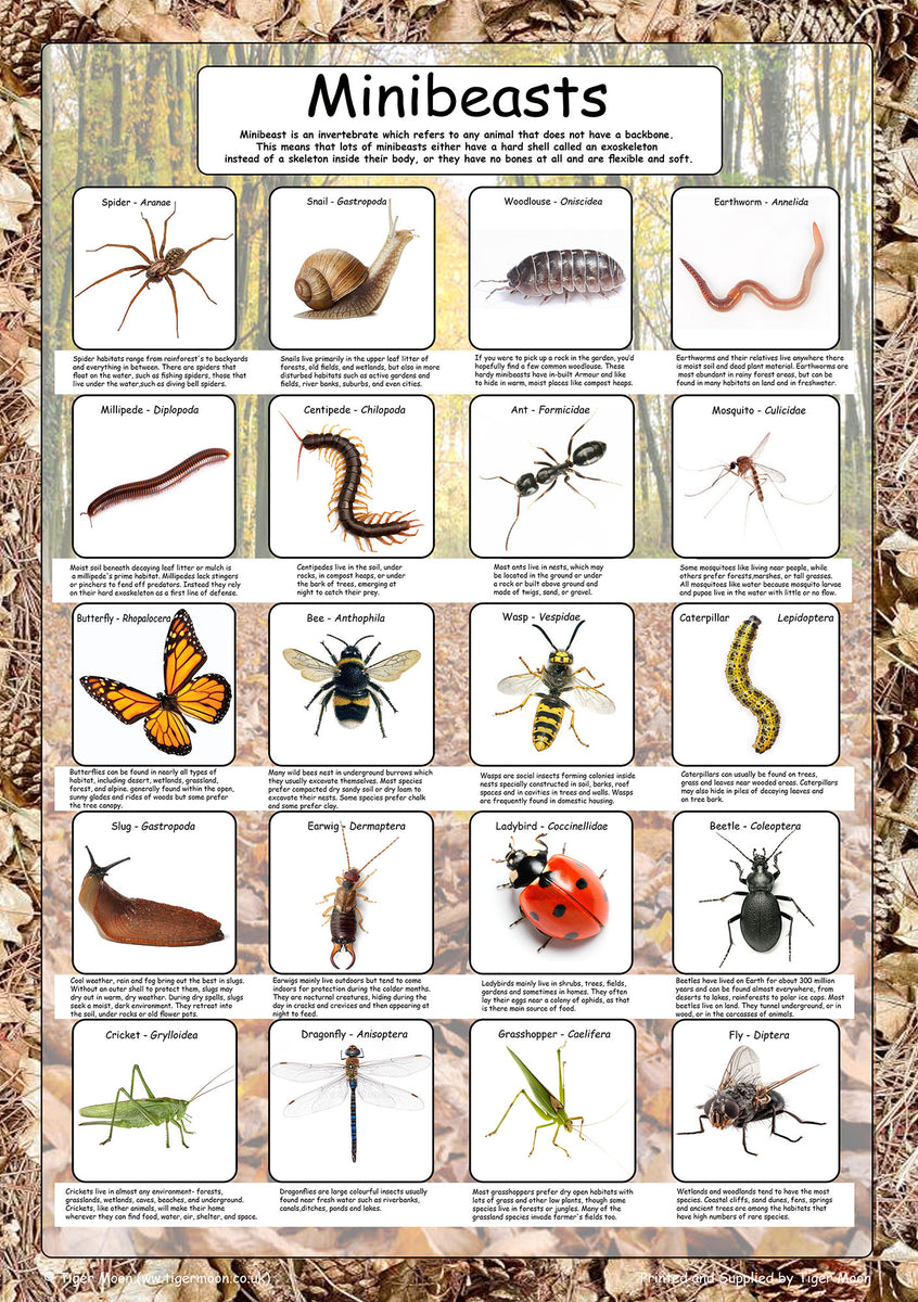 Minibeasts Poster A2 – Tiger Moon