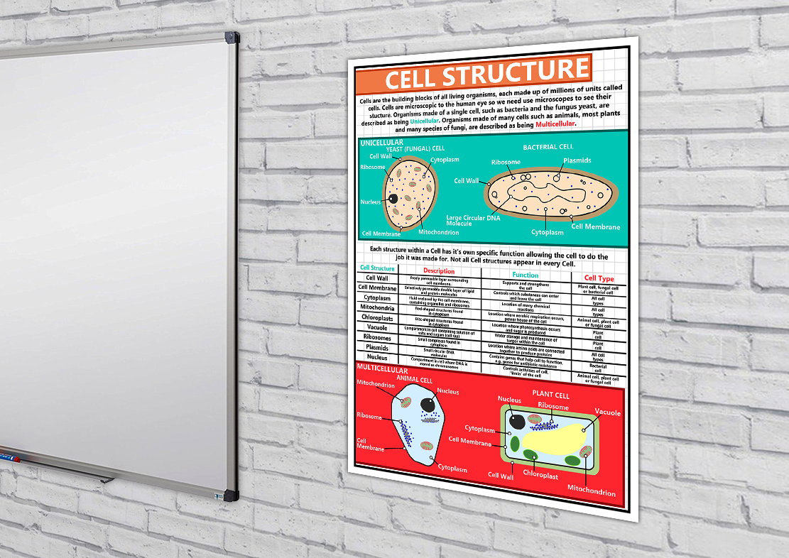 GCSE Science Cell Structure - A2 Poster – Tiger Moon