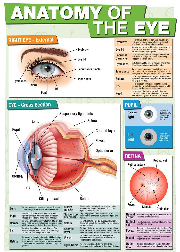 GCSE Science Anatomy of the Eye - A2 Poster – Tiger Moon