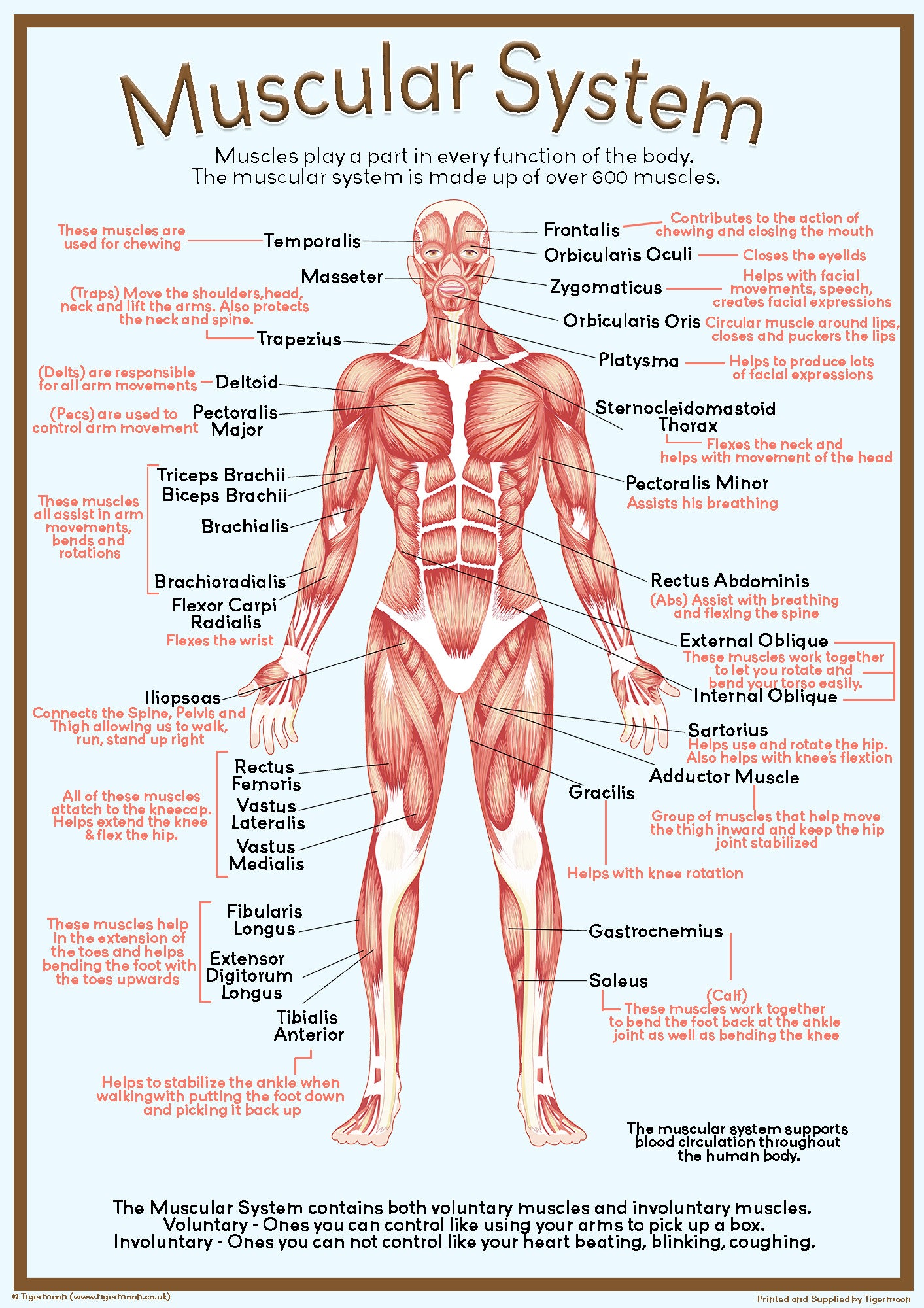 Body Systems Chart