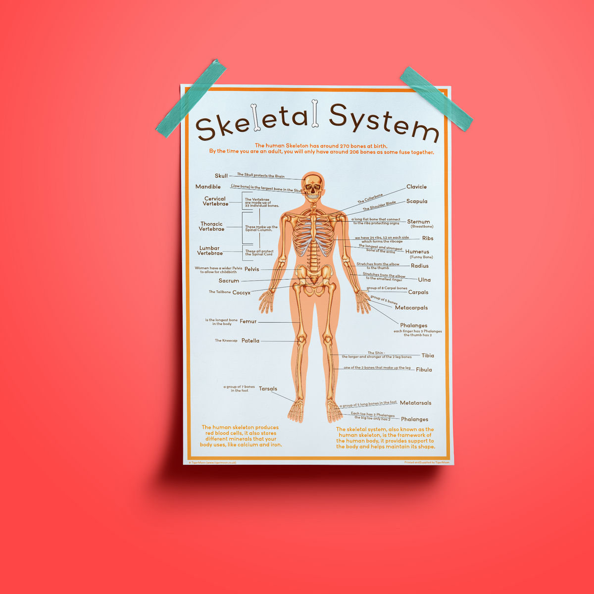 Skeletal System - A2 size – Tiger Moon