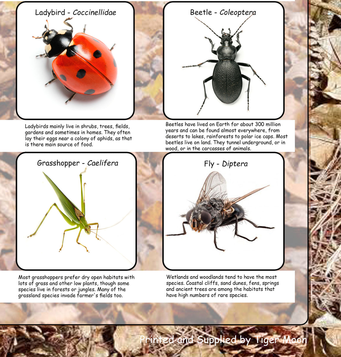 Minibeasts Poster A2 – Tiger Moon