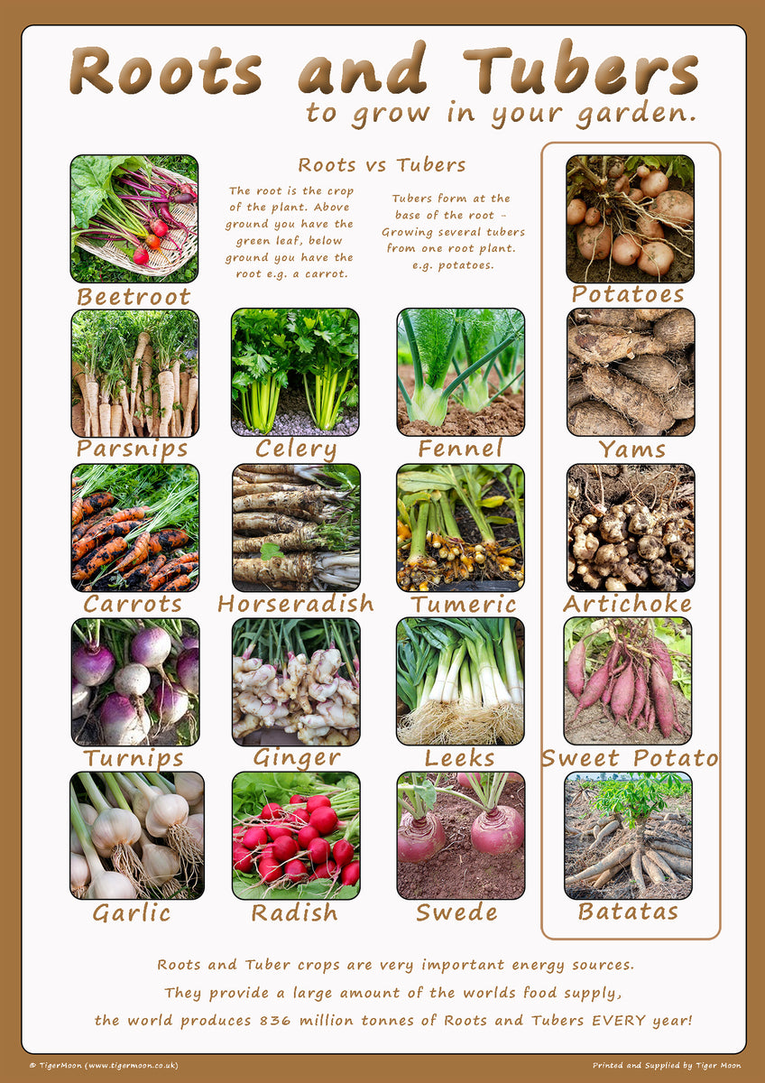 Root Tubers Dr Keith Hammett | Dahlia Tubers Come In Many Different
