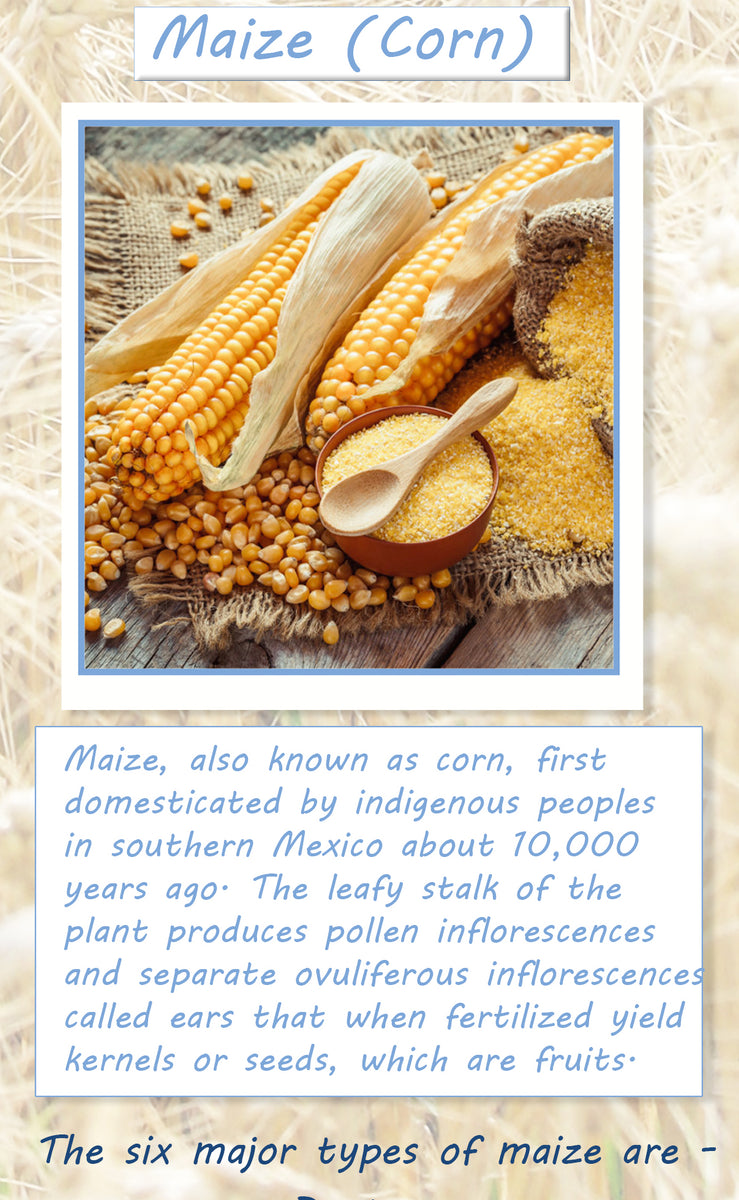 Staple foods of the world Poster – Tiger Moon