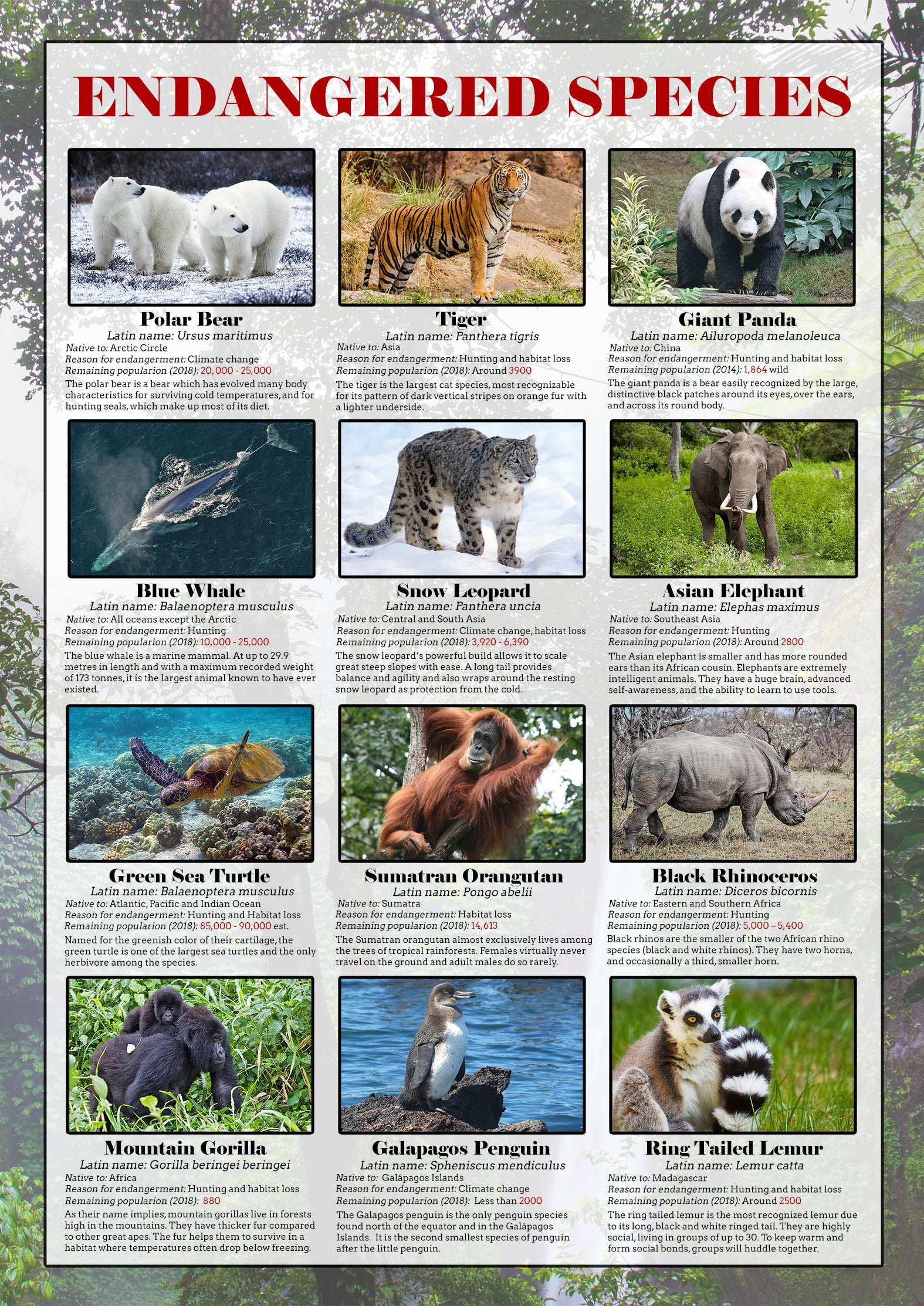 Endangered Animals Poster Set One Hundred Endangered Species