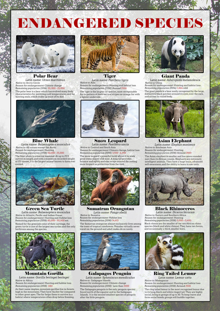 Cute Endangered Animals Poster