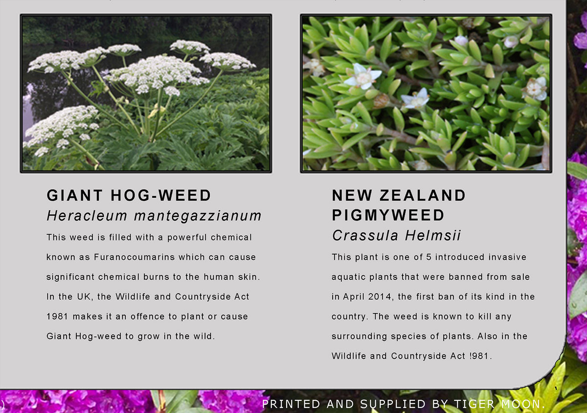 Criminal Plants of Britain Poster – Tiger Moon
